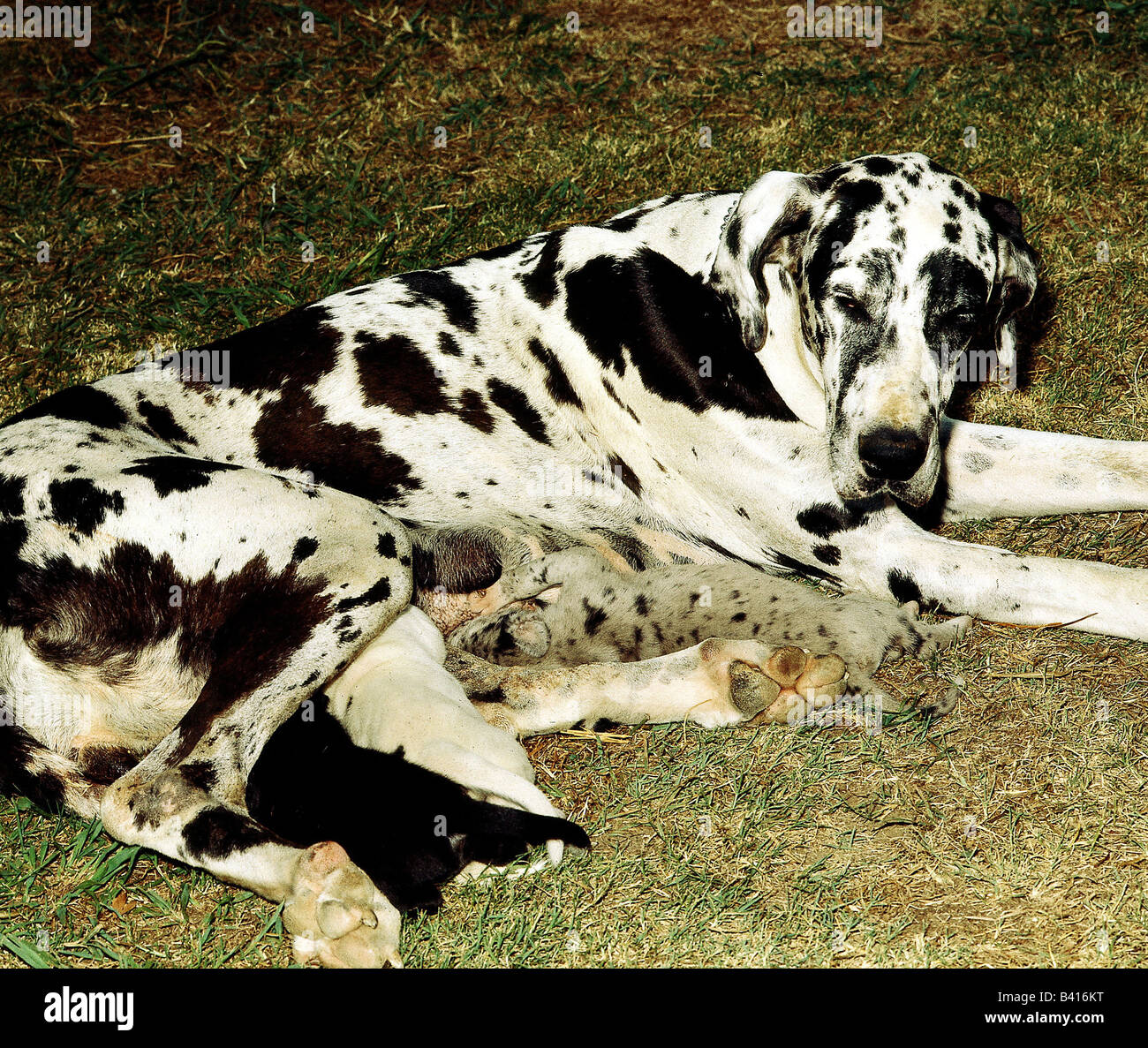 zoology / animals, mammal / mammalian, dogs, (Canis lupus familiaris ...