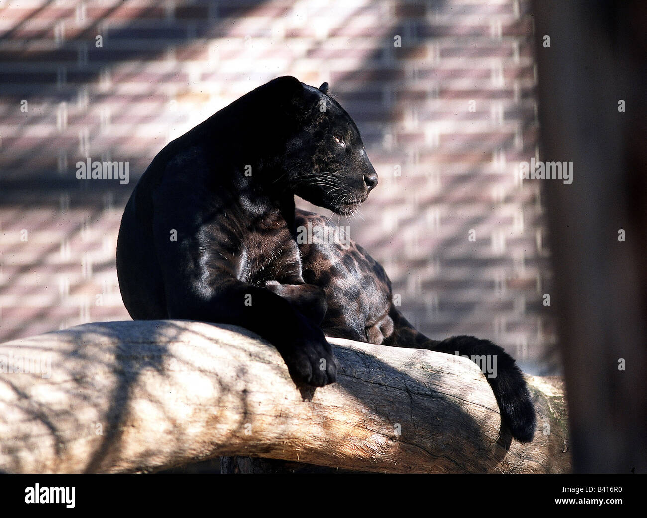 zoology / animals, mammal / mammalian, Black Panther, animal, Felidae ...