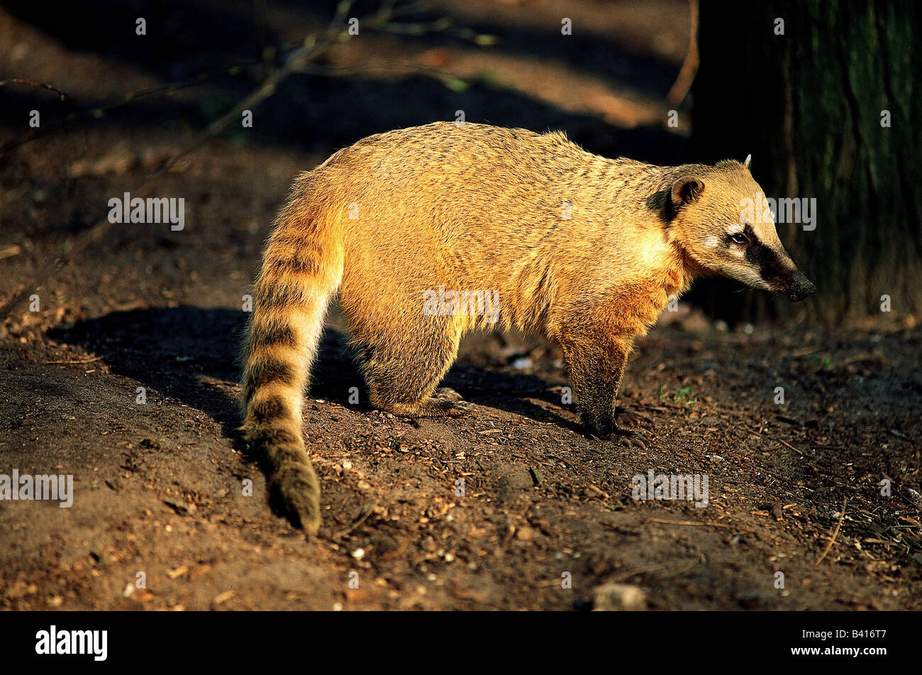 Pizote hi-res stock photography and images - Alamy