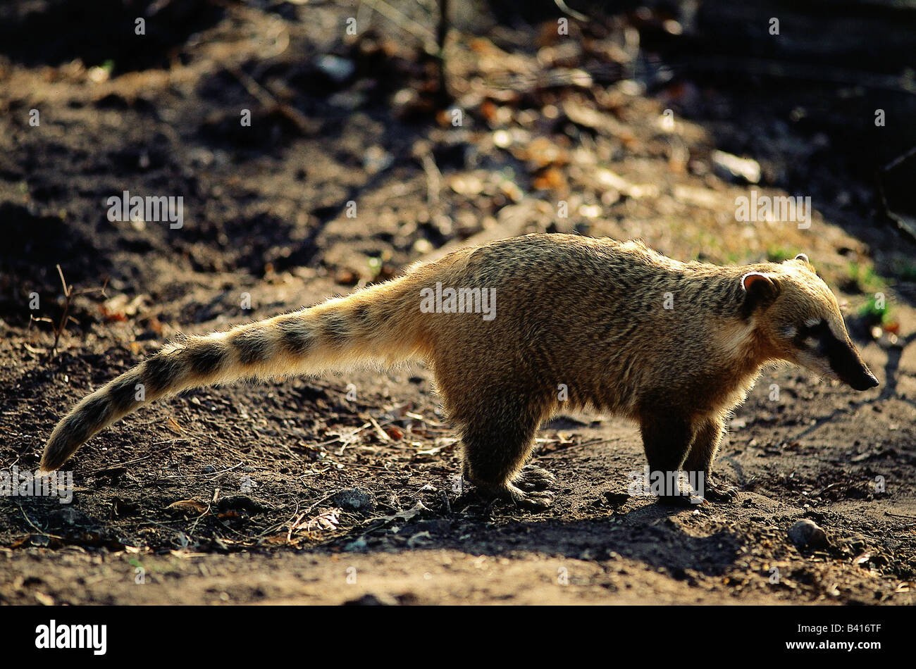 zoology / animals, mammal / mammalian, Pizote, (Nasua narica ...