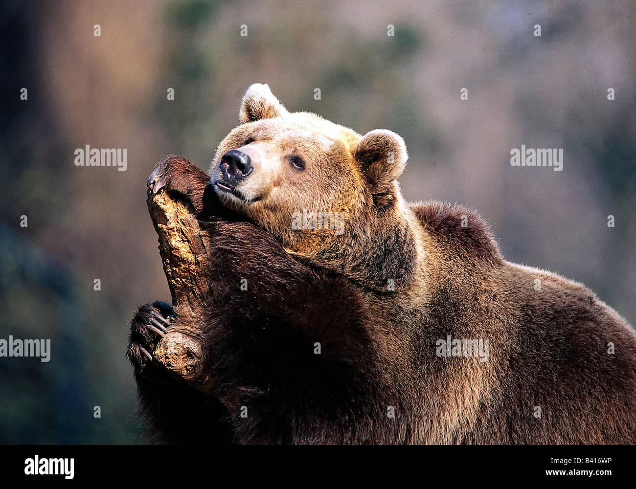 zoology / animals, mammal / mammalian, Ursidae, Brown Bear (Ursus ...