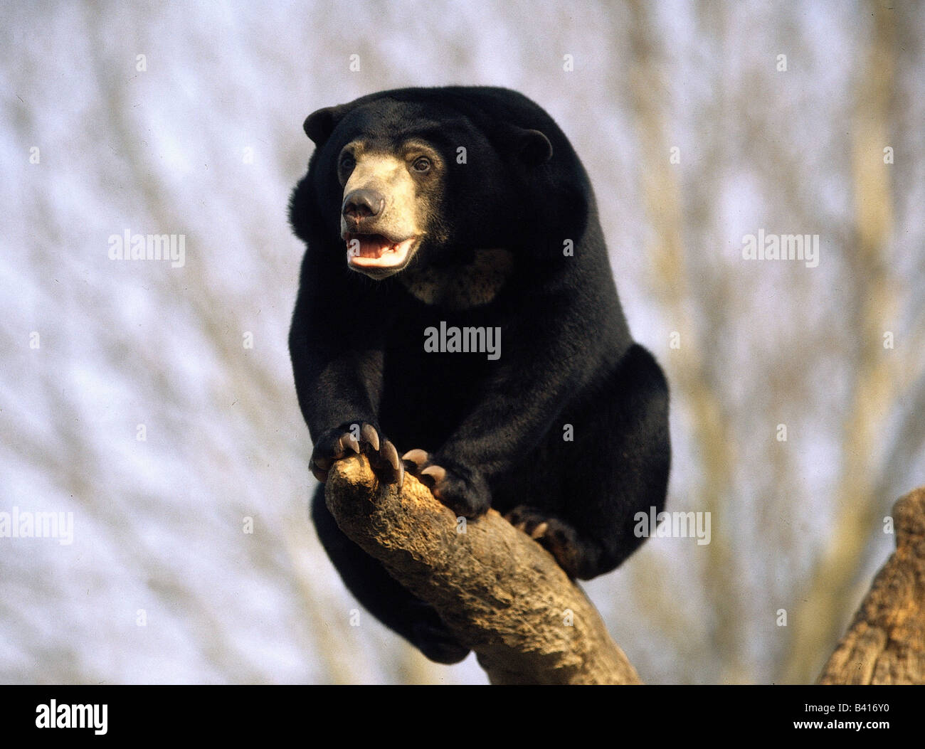 zoology / animals, mammal / mammalian, bears, Sun Bear, (Helarctos ...