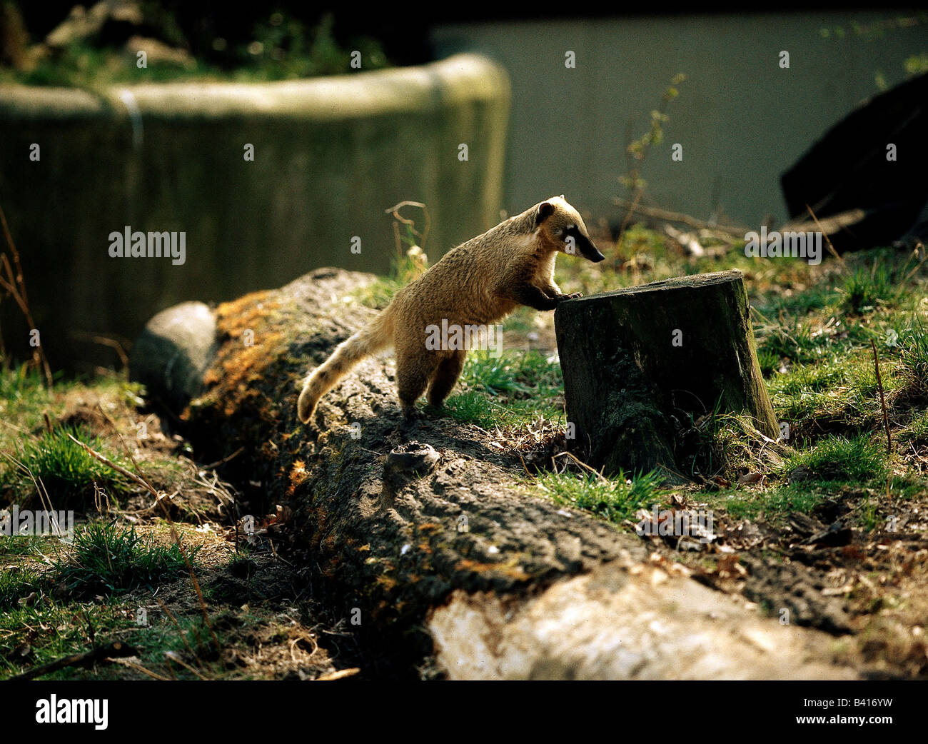 White nosed coati usa hi-res stock photography and images - Alamy