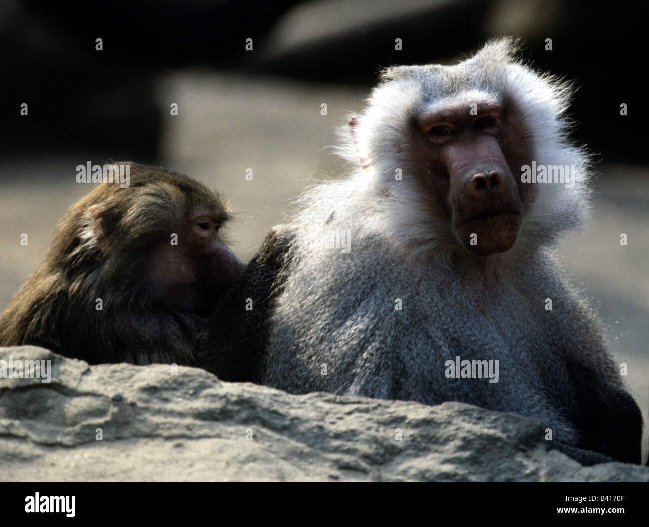 zoology / animals, mammal / mammalian, monkeys, baboons, Hamadryas ...