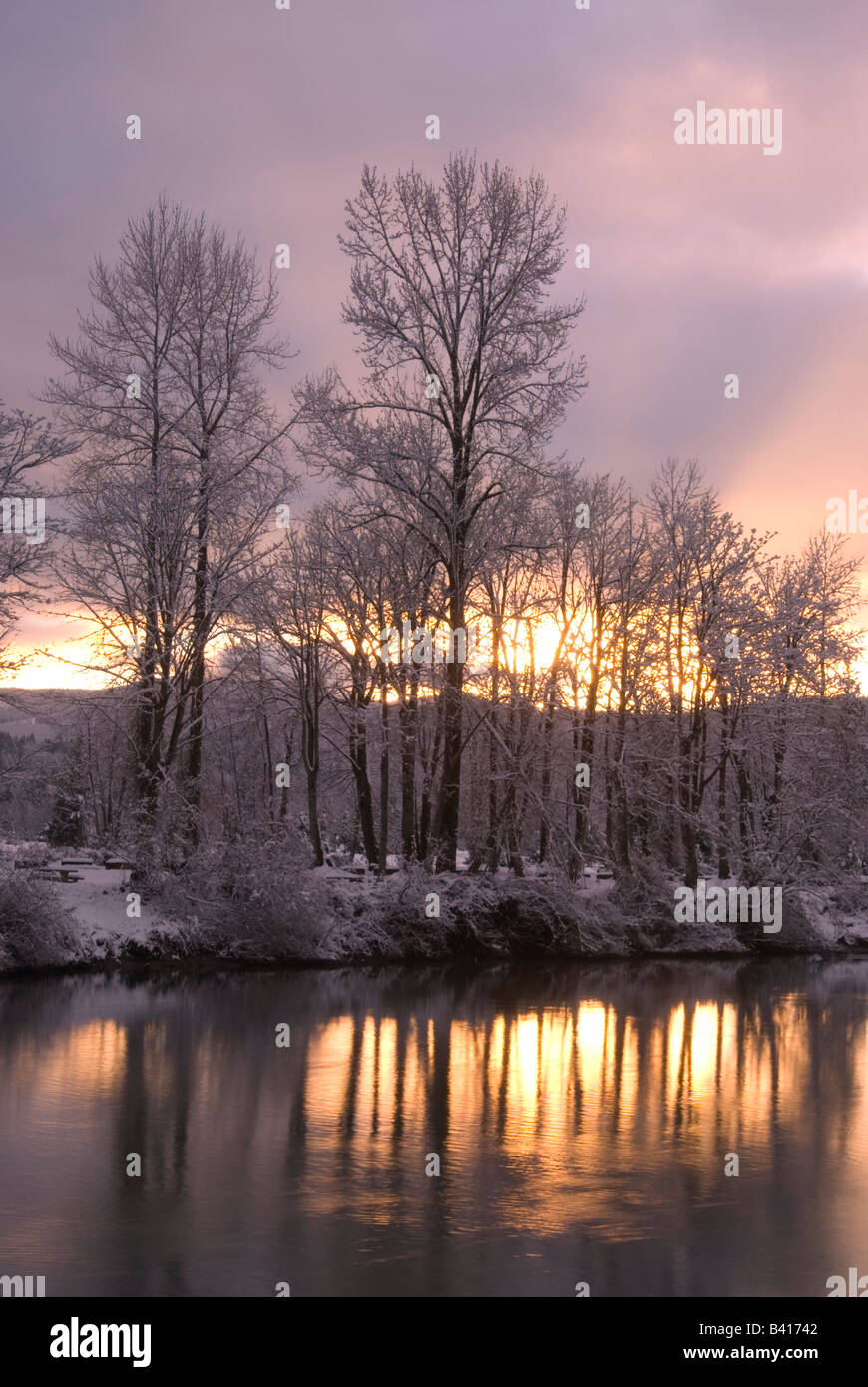 Sunset behind snow dusted trees reflecting in the Snoqualmie River ...
