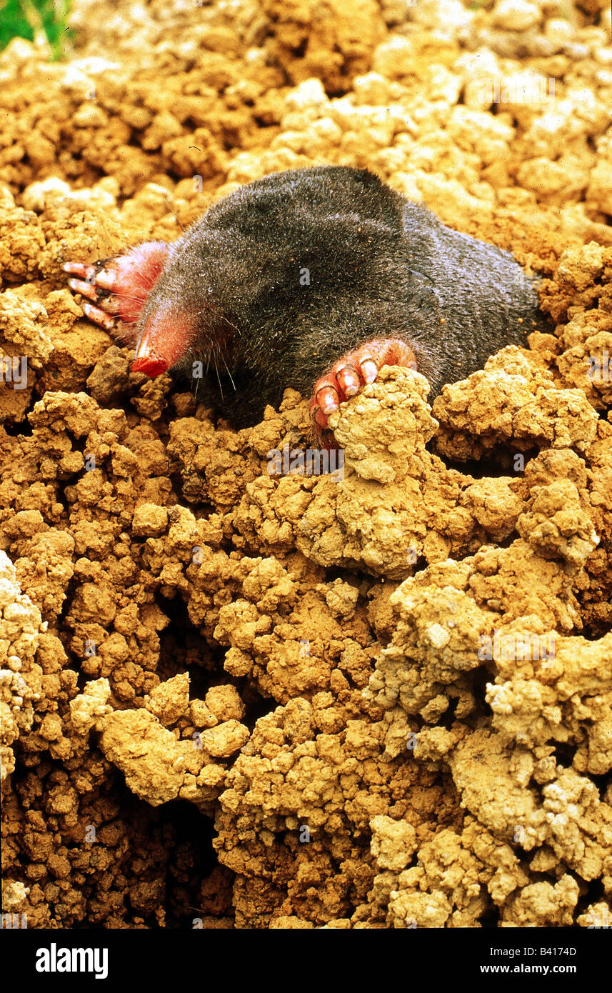 Talpidae High Resolution Stock Photography and Images - Alamy