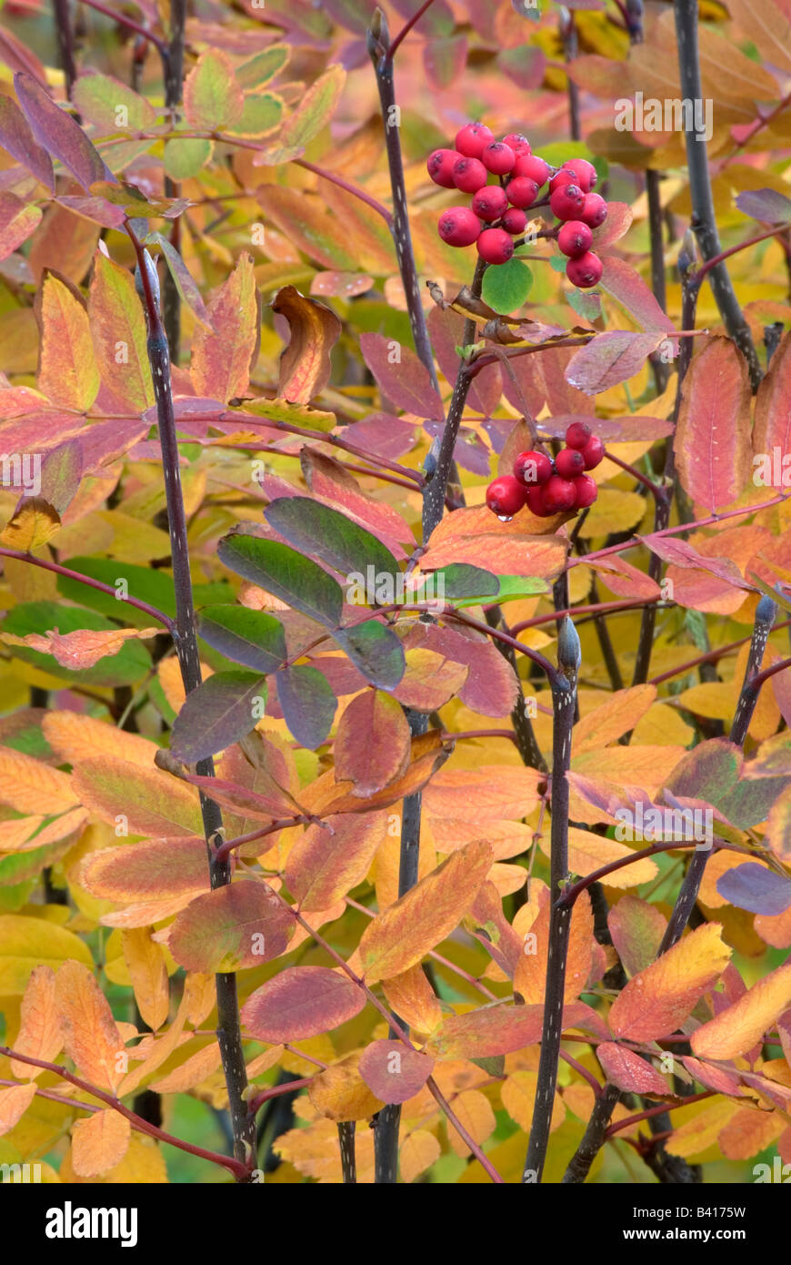 Mountain Ash, Wenatchee National Forest, Washington, NA Stock Photo - Alamy