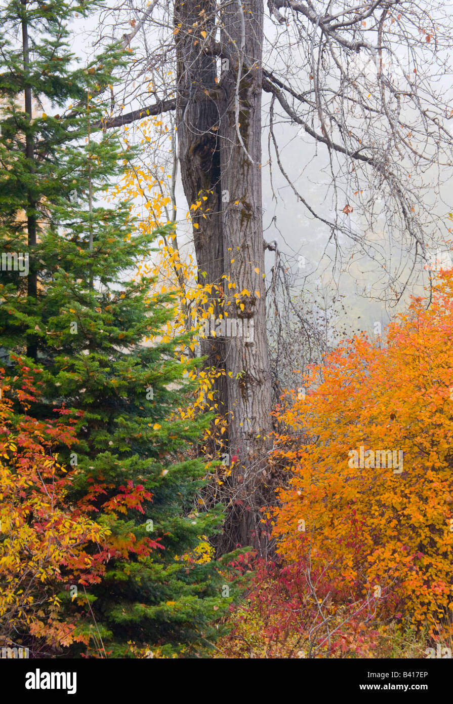 WA, Wenatchee National Forest, Black Cottonwood tree and colorful ...
