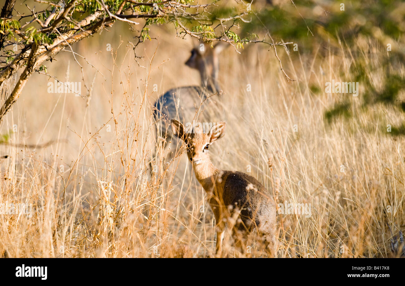 Young Steenbok calf, near Okakarara, Namibia Stock Photo - Alamy