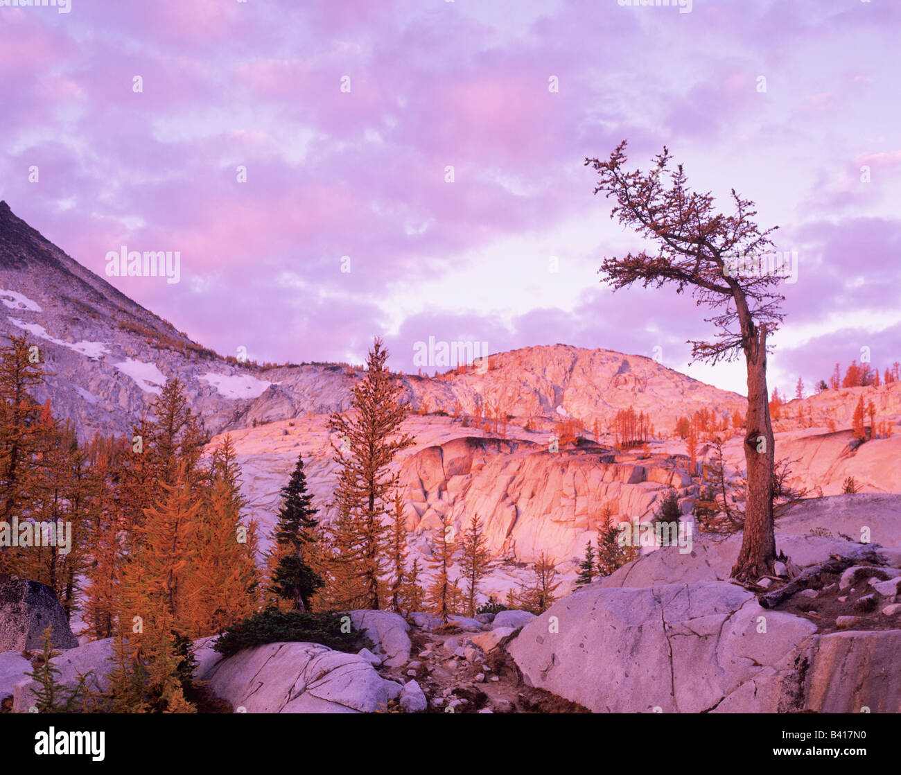 WA, Alpine Lakes Wilderness, Enchantment Lakes, sunrise at Magic Meadow ...