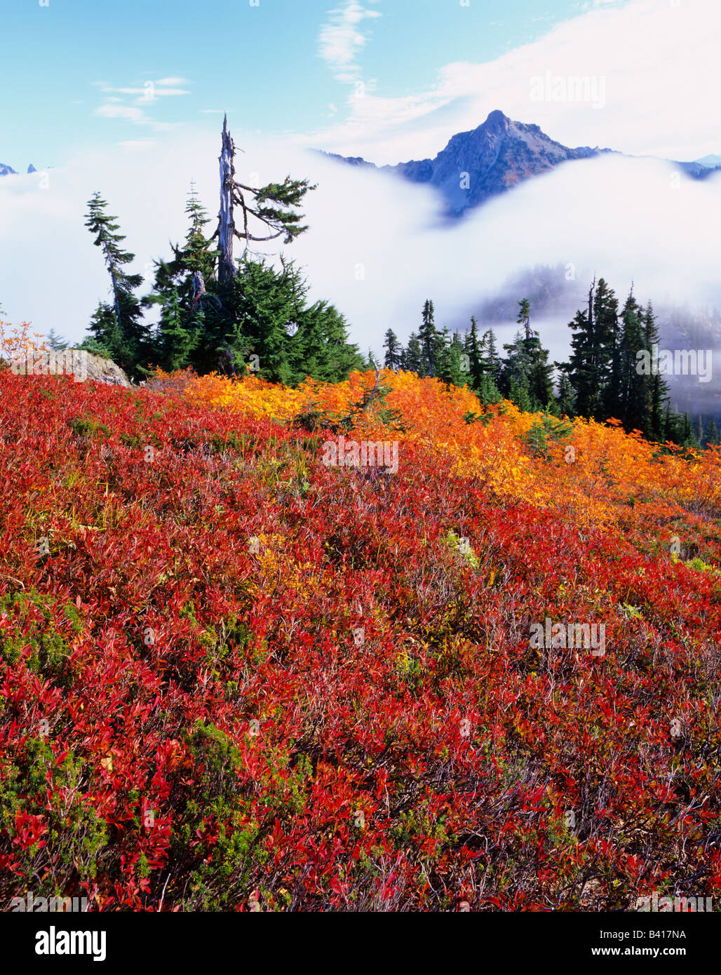 WA, Alpine Lakes Wilderness, Fall Color on Rampart Ridge Stock Photo ...