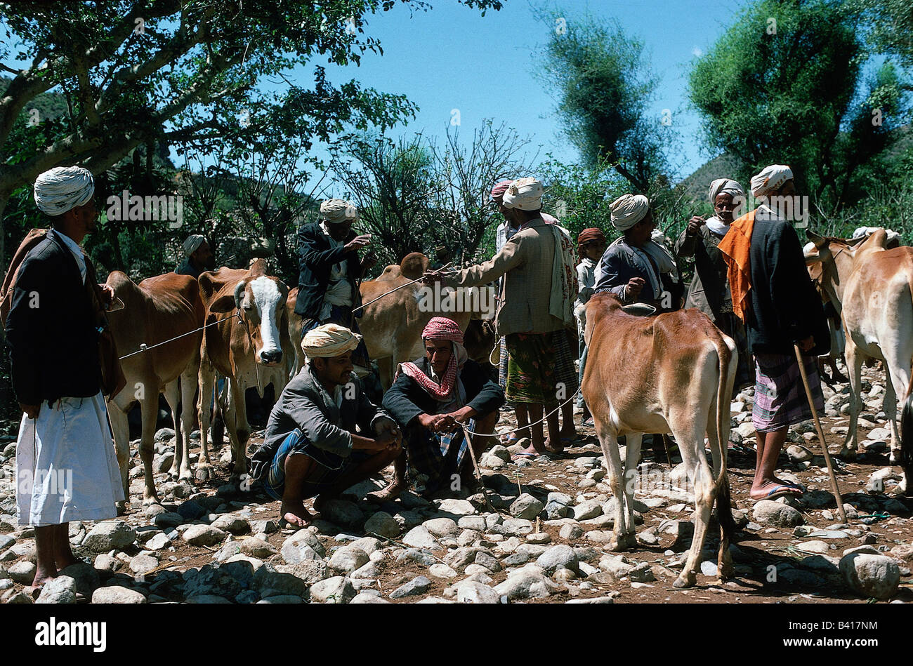 Cattle merchant hi-res stock photography and images - Alamy