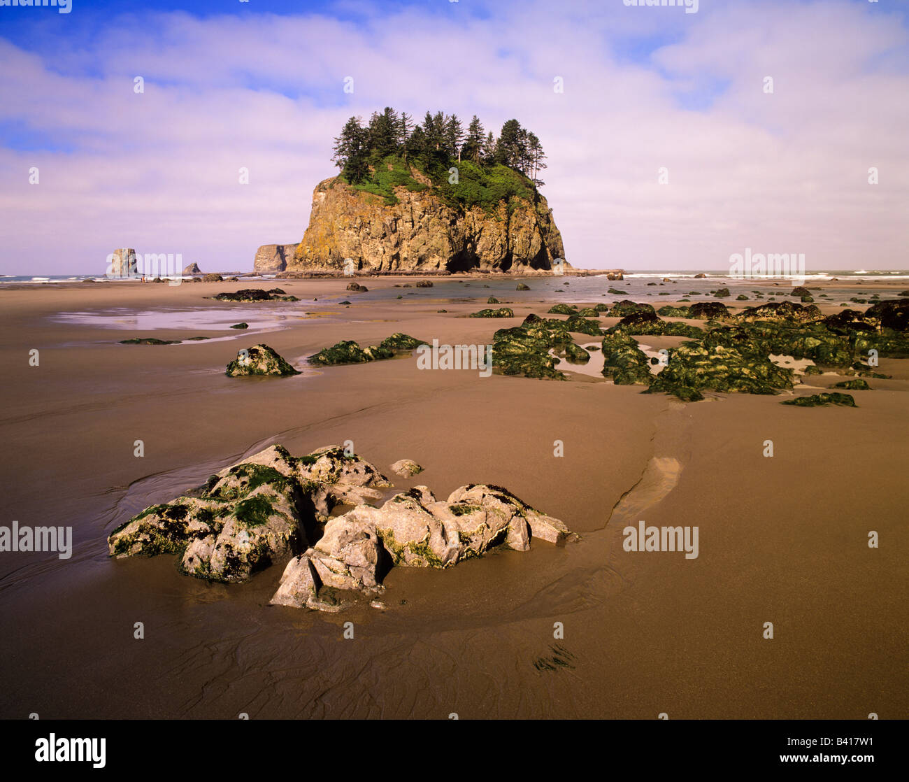 WA, Olympic National Park, Second Beach, tidepools and seastacks at low ...