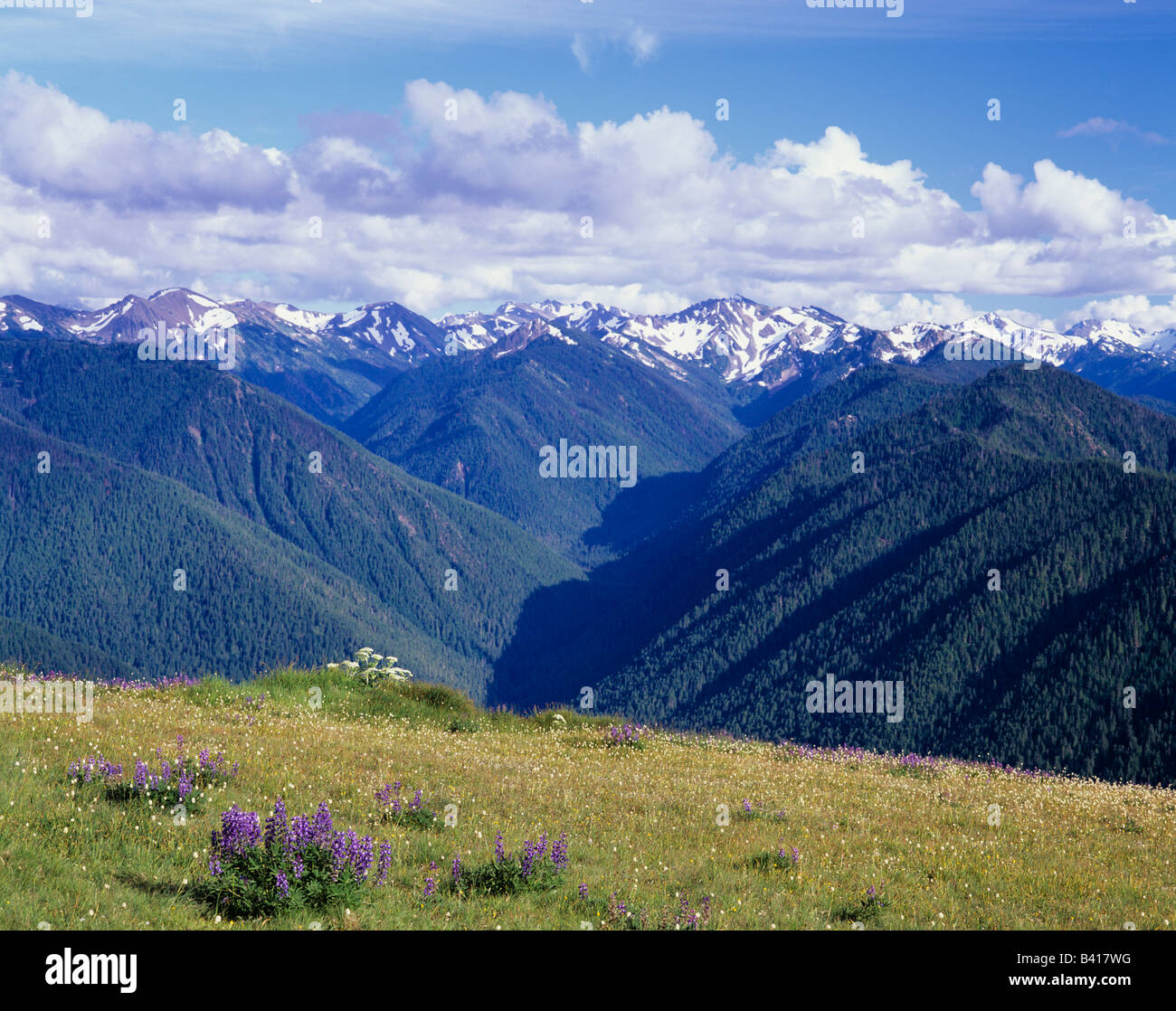 WA, Olympic National Park, Olympic Mountain Range and subalpine lupine ...