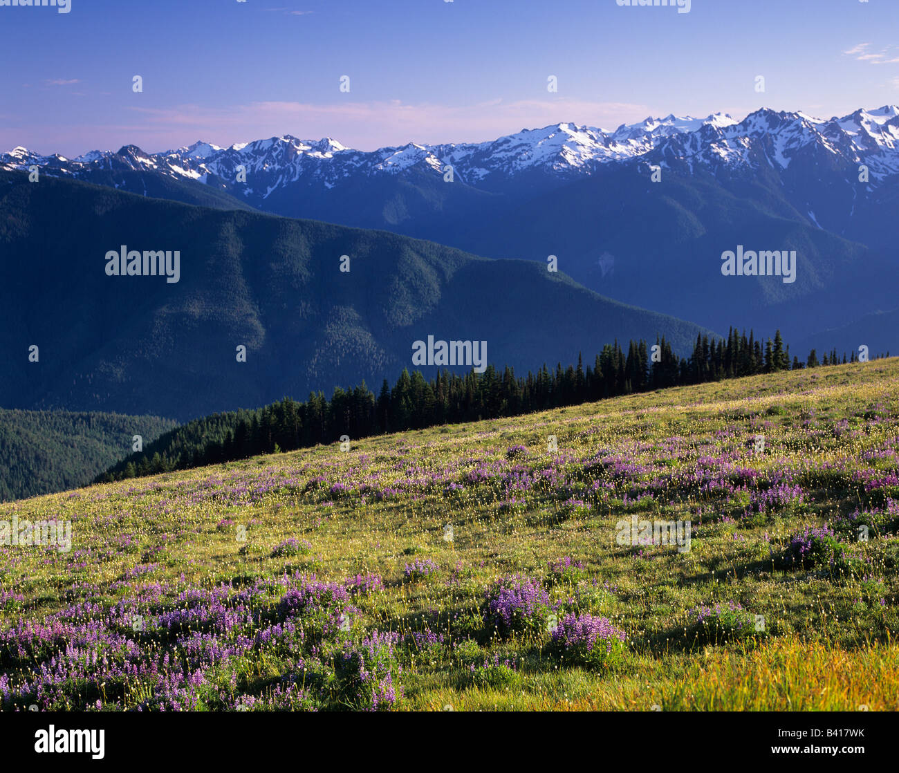WA, Olympic National Park, Olympic Mountain Range and subalpine lupine ...