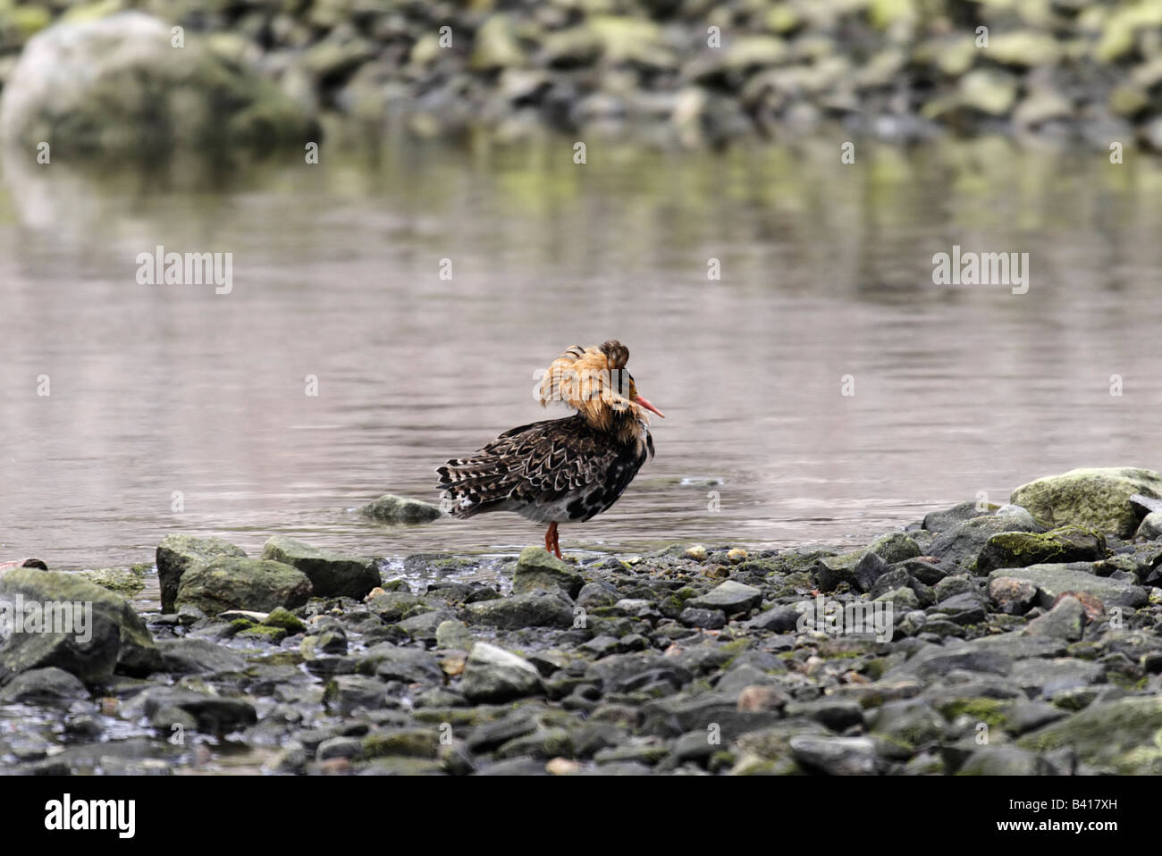 Ruff bird hi-res stock photography and images - Alamy