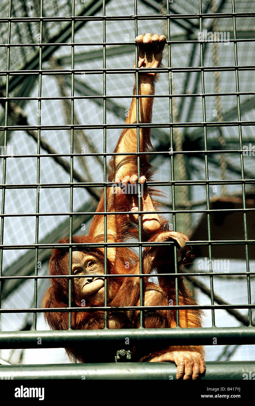 zoology / animals, mammal / mammalian, monkeys, Bornean Orangutan ...