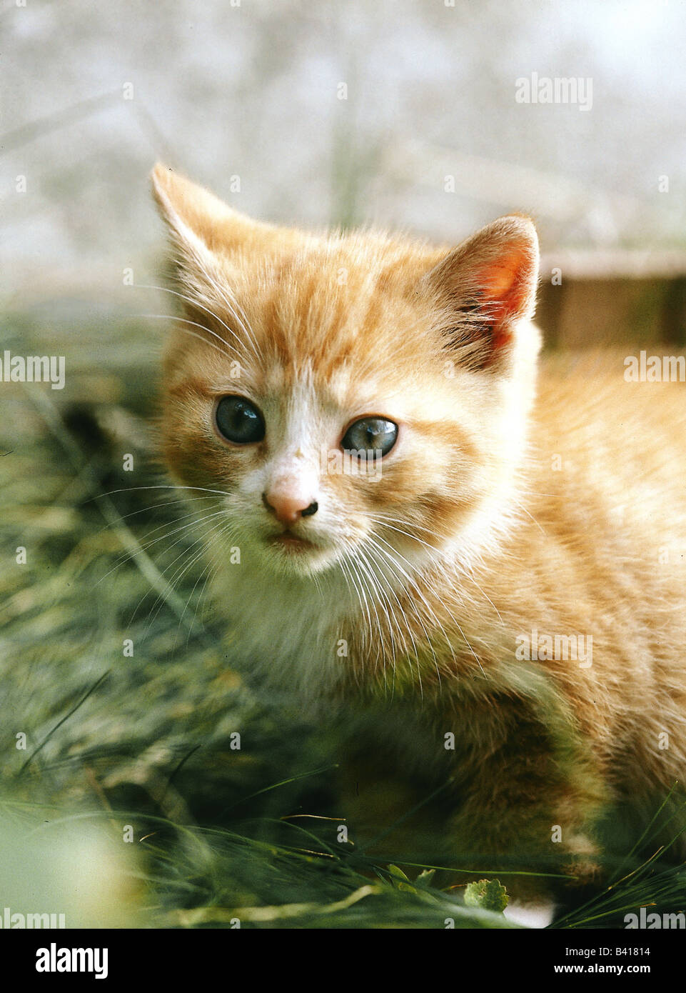 zoology / animals, mammal / mammalian, cats, (Felidae), domestic cats ...