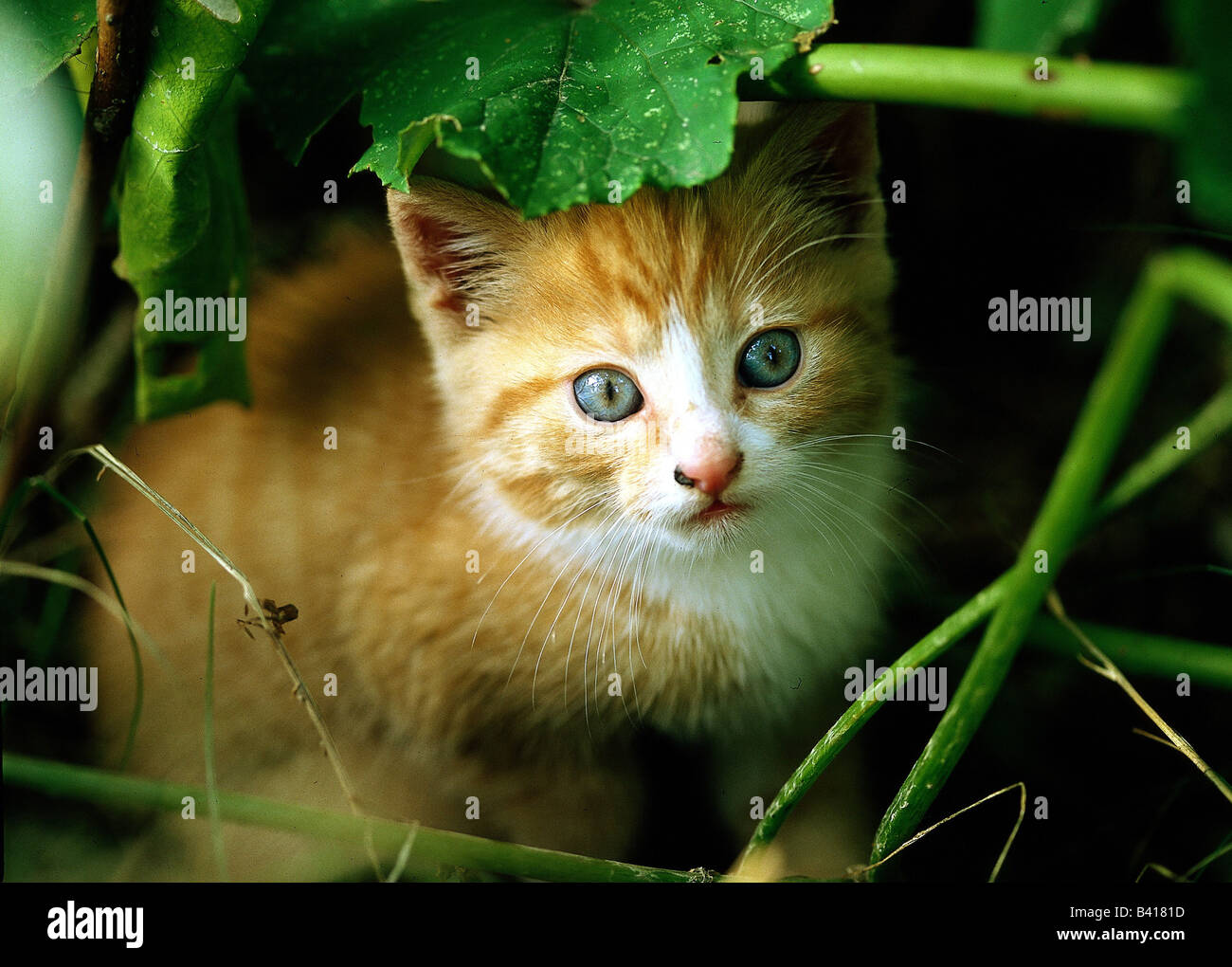 zoology / animals, mammal / mammalian, cats, (Felidae), domestic cats ...