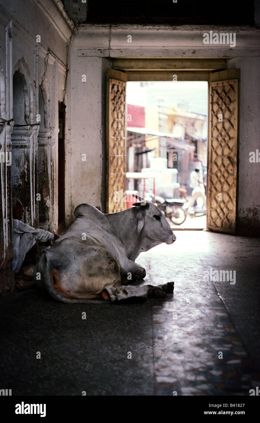 geography / travel, India, religion, holy cow in Hindu temple in Jammu ...