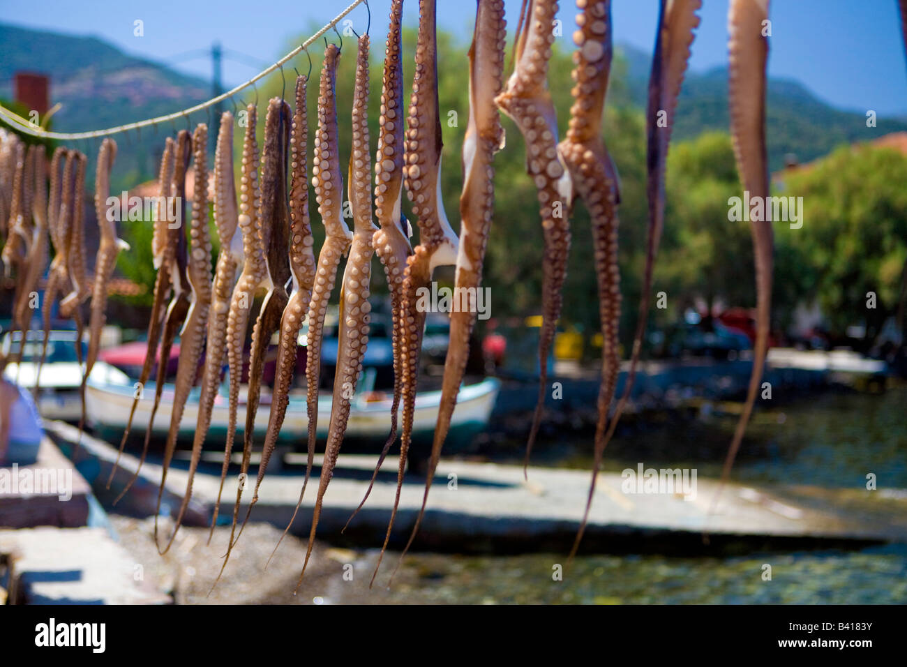 Octopus drying in skala sykaminias Stock Photo - Alamy