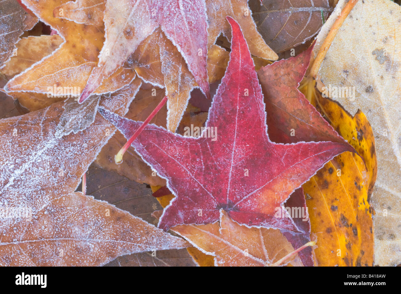 Frost on Autumn Leaves, WA, USA Stock Photo - Alamy