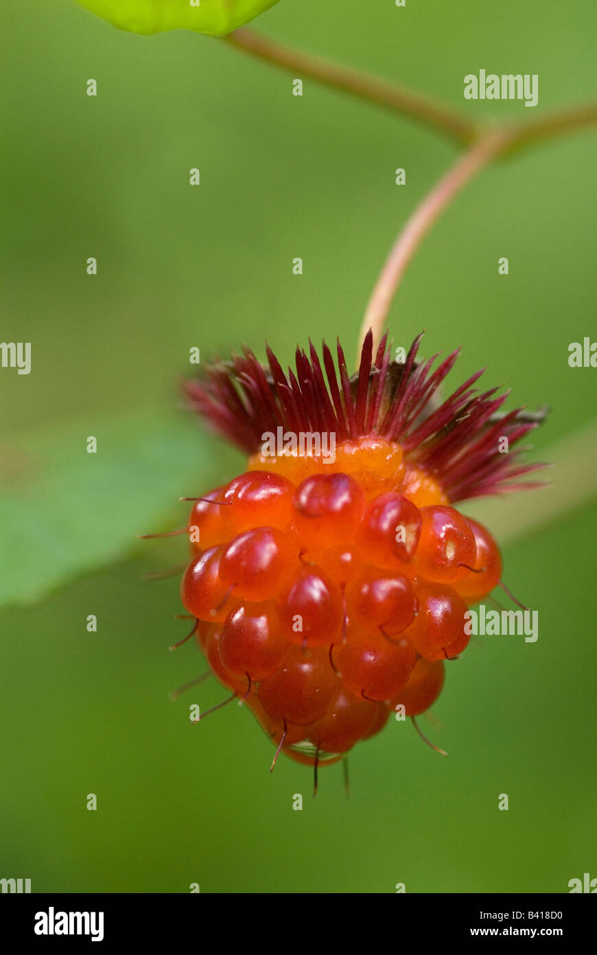 Rubus spectabilis hi-res stock photography and images - Alamy