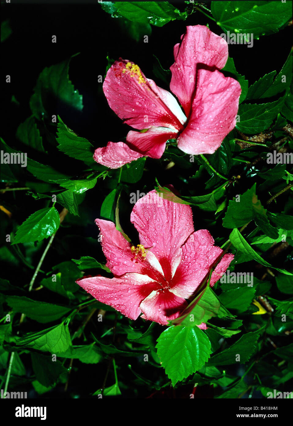 botany, hibiscus, rose mallow, (Hibiscus syriacus), blossom, blooming ...