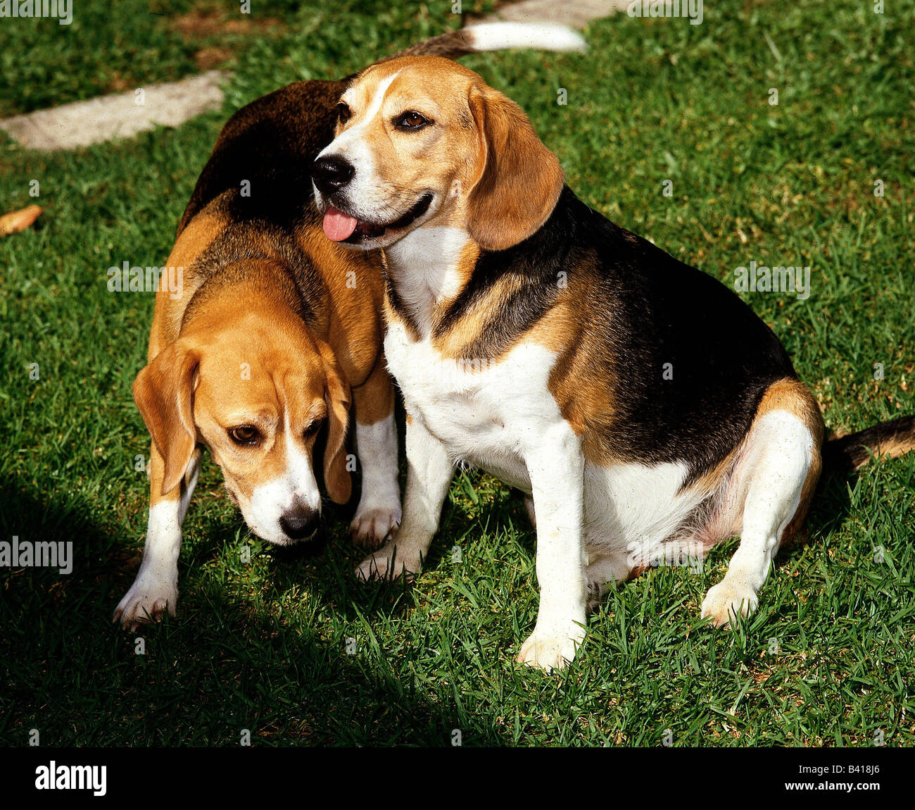 Two beagles in grass hi-res stock photography and images - Alamy