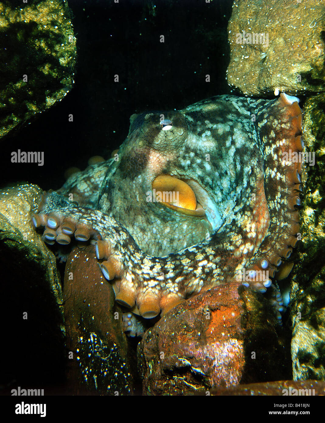 zoology / animals, mollusc, octopus, common, (Octopus vulgaris ...