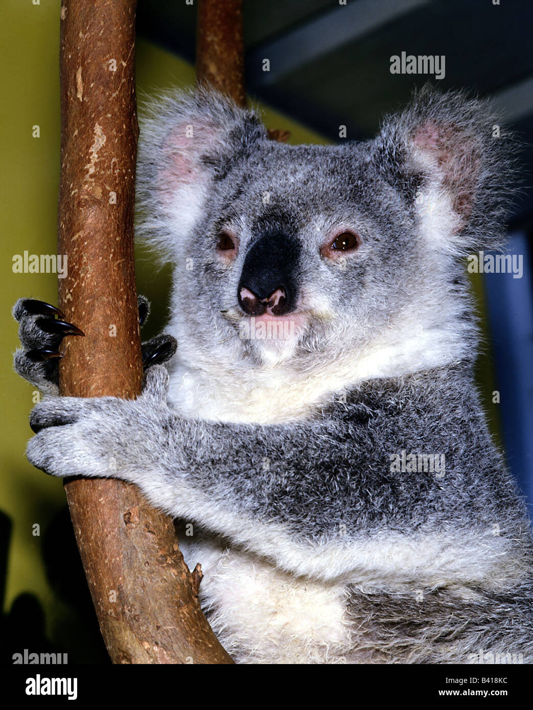 zoology / animals, mammal / mammalian, Koala, (Phascolarctus cinereus ...