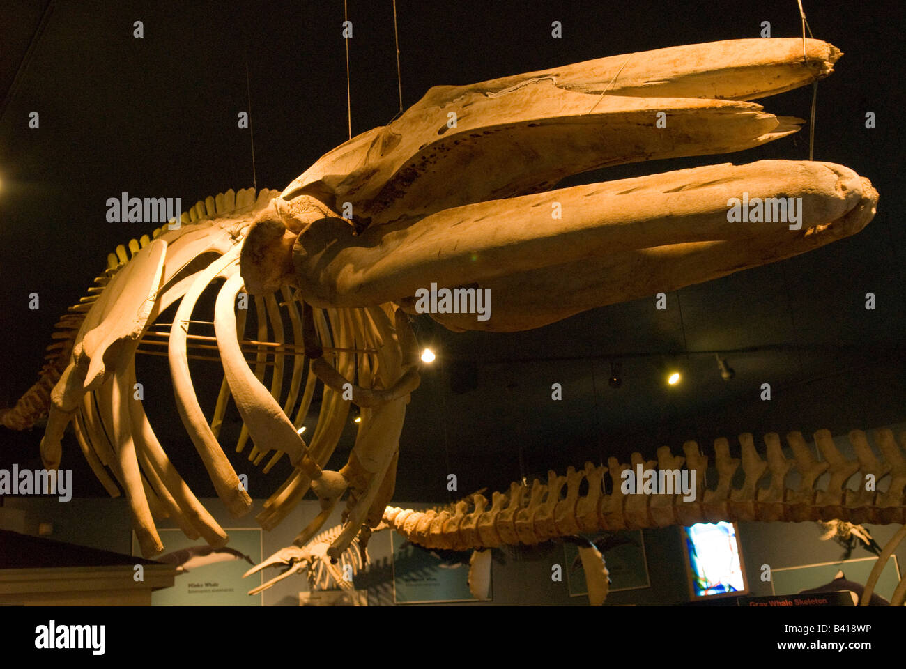 Friday harbor whale museum hi-res stock photography and images - Alamy