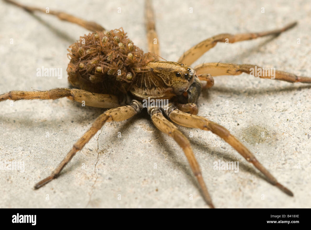 USA. Female wolf spider carrying spiderlings. Beneficial spider that ...