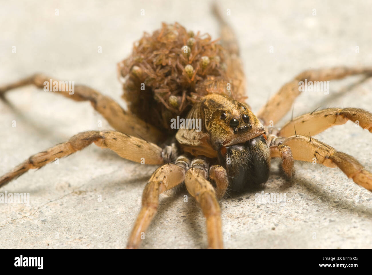 USA. Female wolf spider carrying spiderlings. Beneficial spider that ...