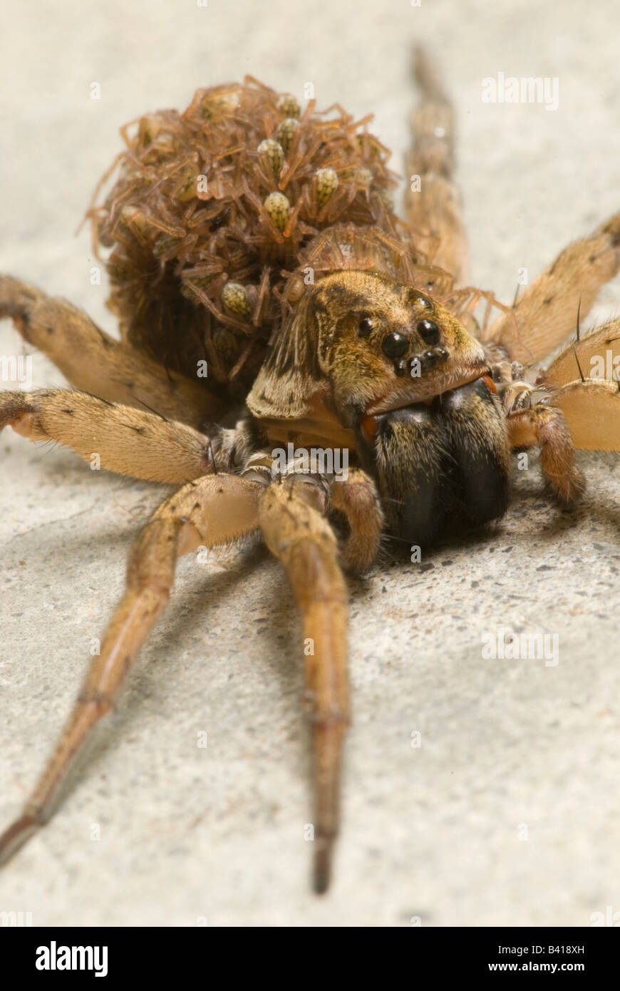USA. Female wolf spider carrying spiderlings. Beneficial spider that ...