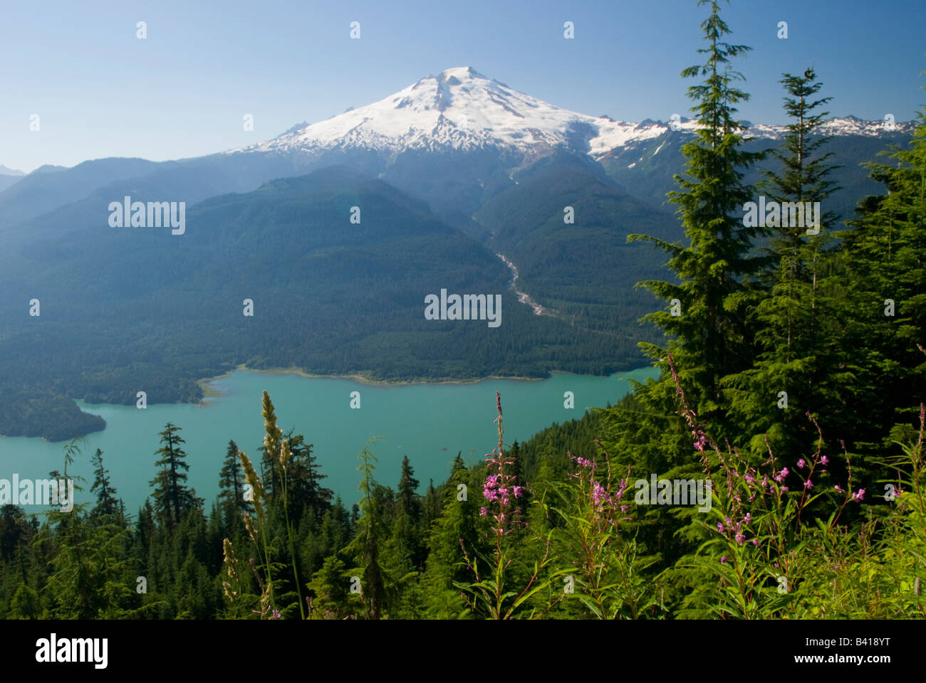 USA, WA, Mount Baker Snoqualmie National Forest. Fireweed blooms in ...