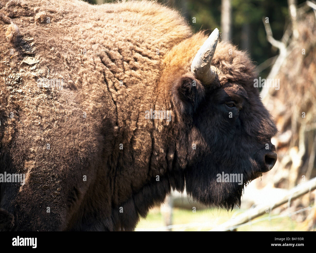 zoology / animals, mammal / mammalian, wisent, European bison, (Bison ...
