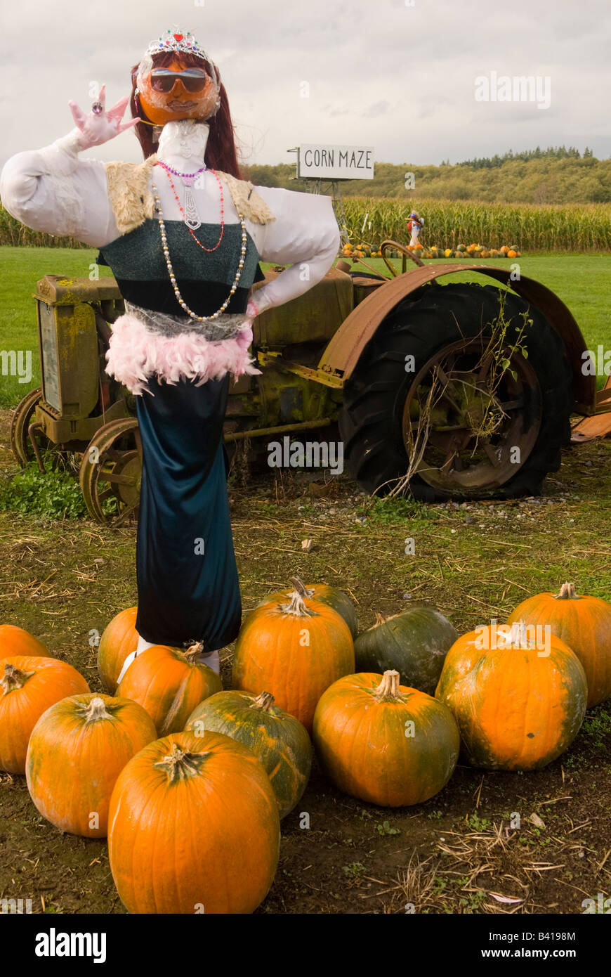 USA, WA, Whidbey Island. Corn Maze at farm advertized by humorous ...