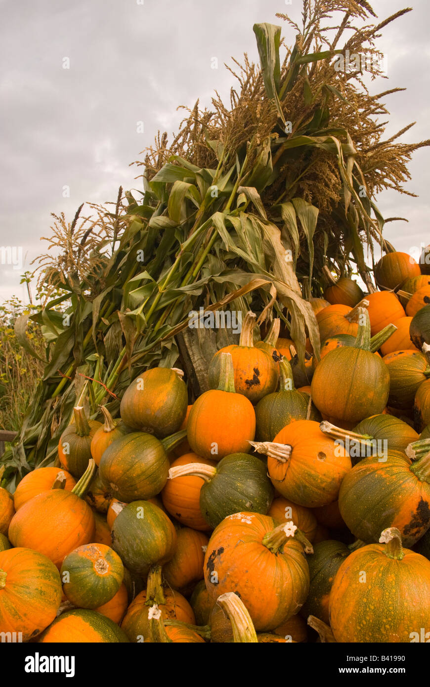 USA, WA, Whidbey Island. Bountiful fall harvest Stock Photo - Alamy