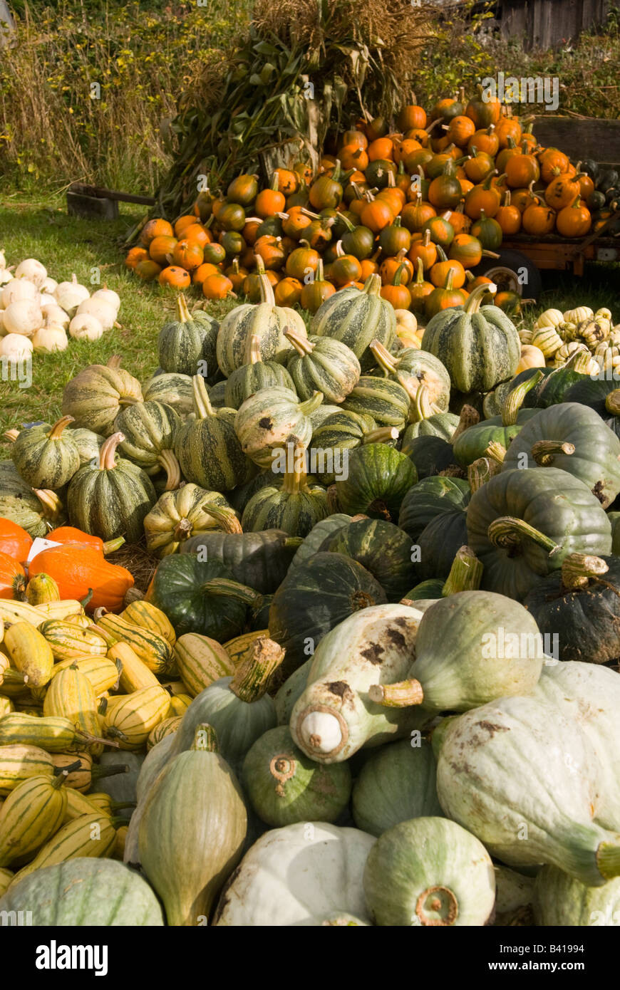 USA, WA, Whidbey Island. Bountiful fall harvest Stock Photo - Alamy