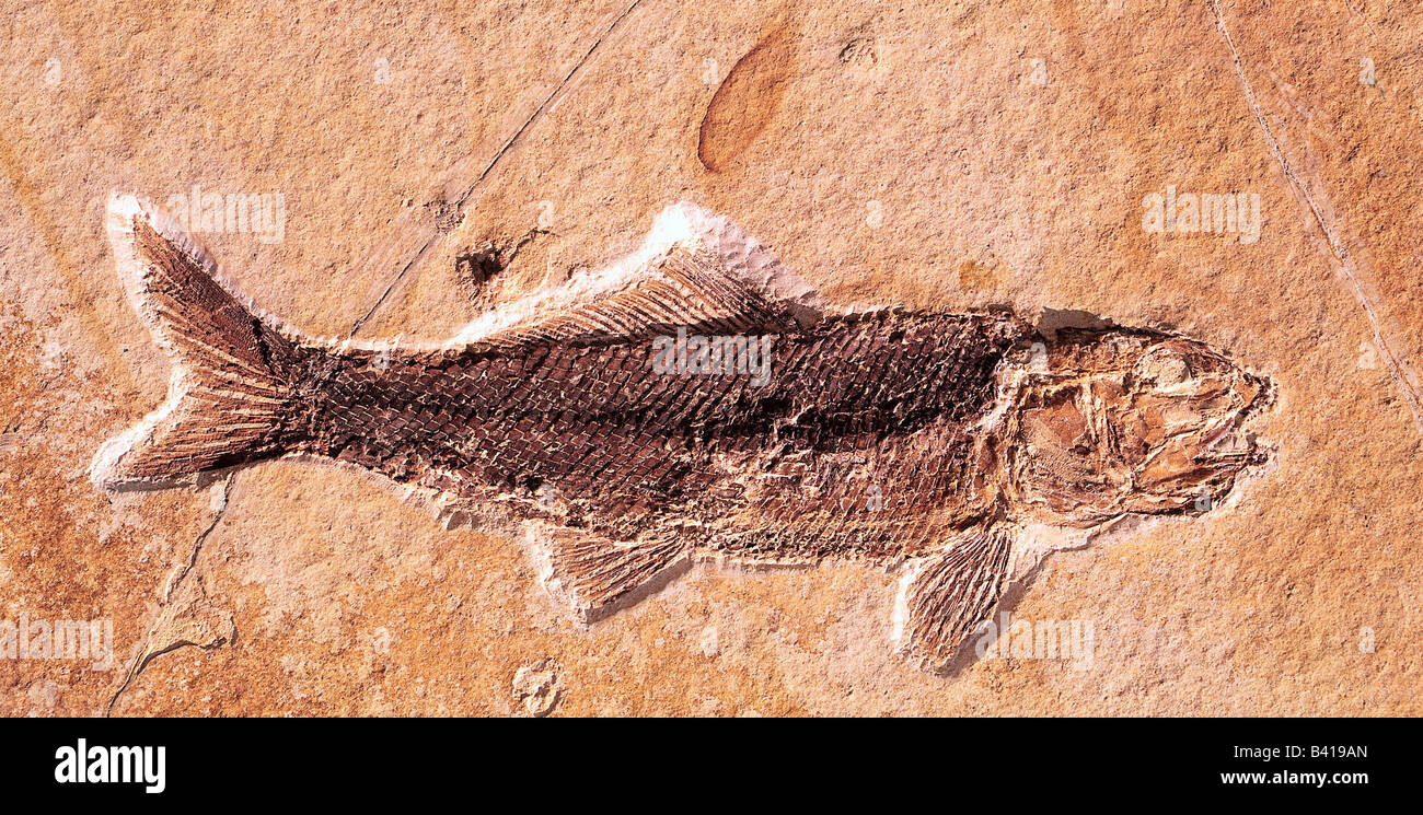 aeon / prehistory, fossils, animals, fish, ophiopsis, historic ...