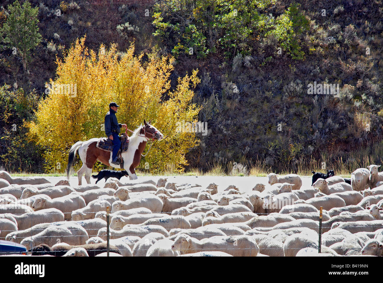 Cowboy herding sheep hi-res stock photography and images - Alamy