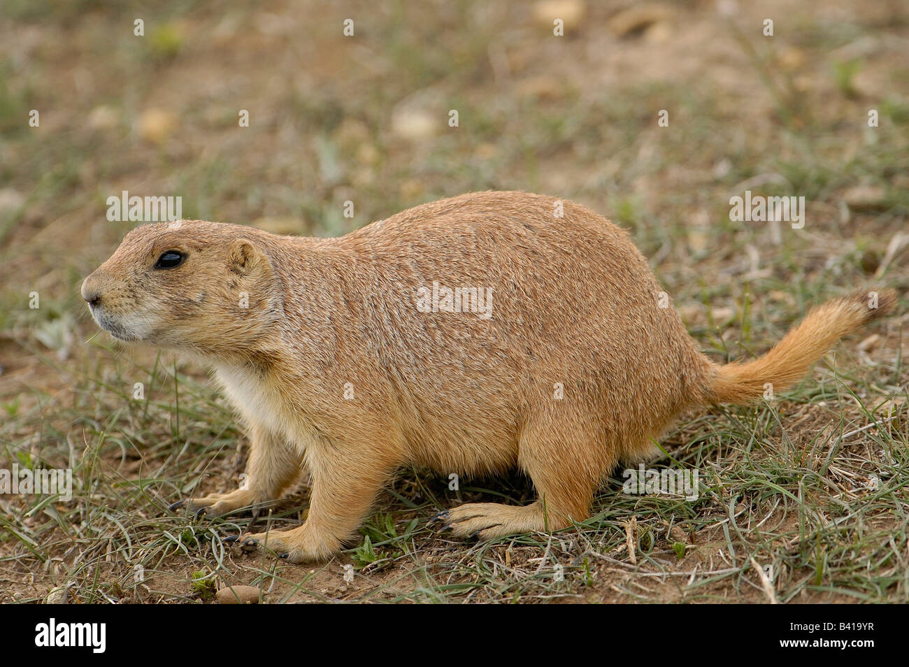 Blacktail Prairie Dogs (Cynomys ludovicianus) Devil's Tower National ...