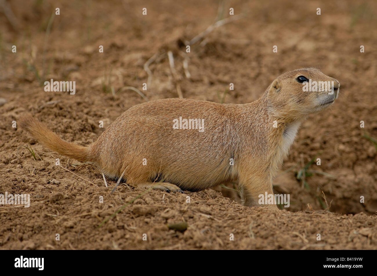 Blacktail Prairie Dogs (Cynomys ludovicianus) Devil's Tower National ...