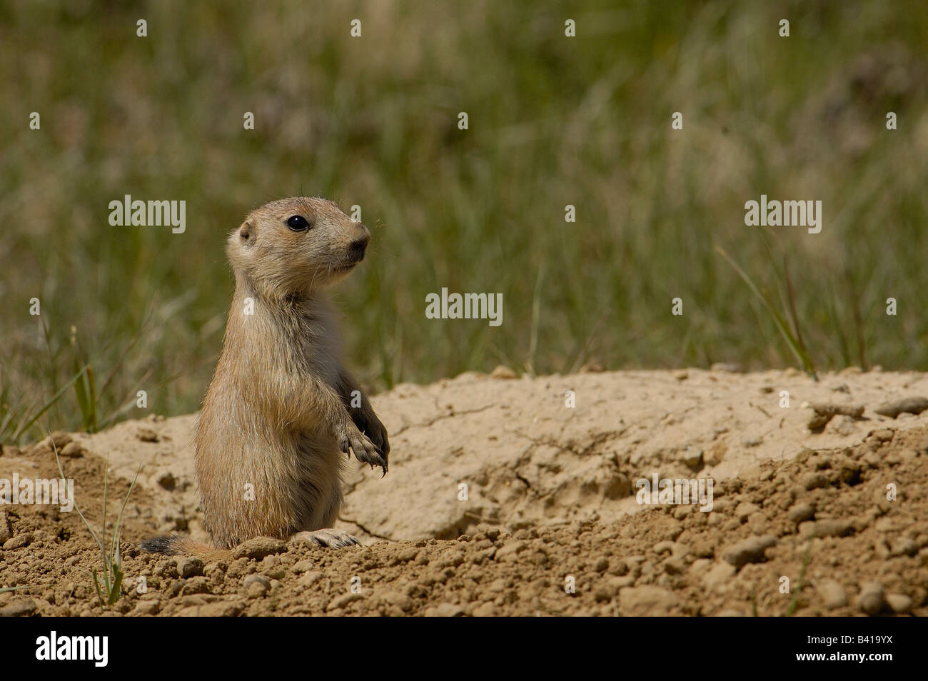 Blacktail Prairie Dogs (Cynomys ludovicianus) Devil's Tower National ...