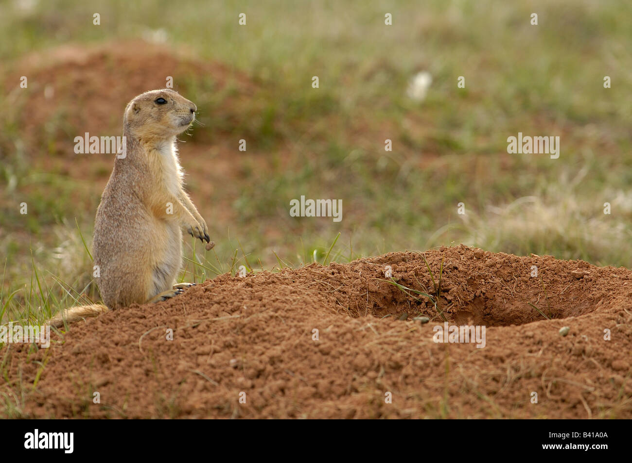 Blacktail Prairie Dogs (Cynomys ludovicianus) Devil's Tower National ...