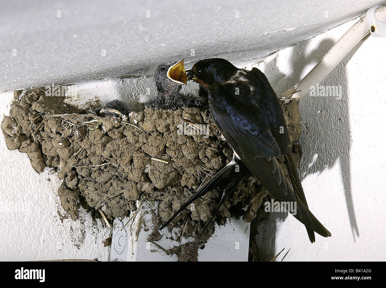 Hirundo rustica africa hi-res stock photography and images - Alamy