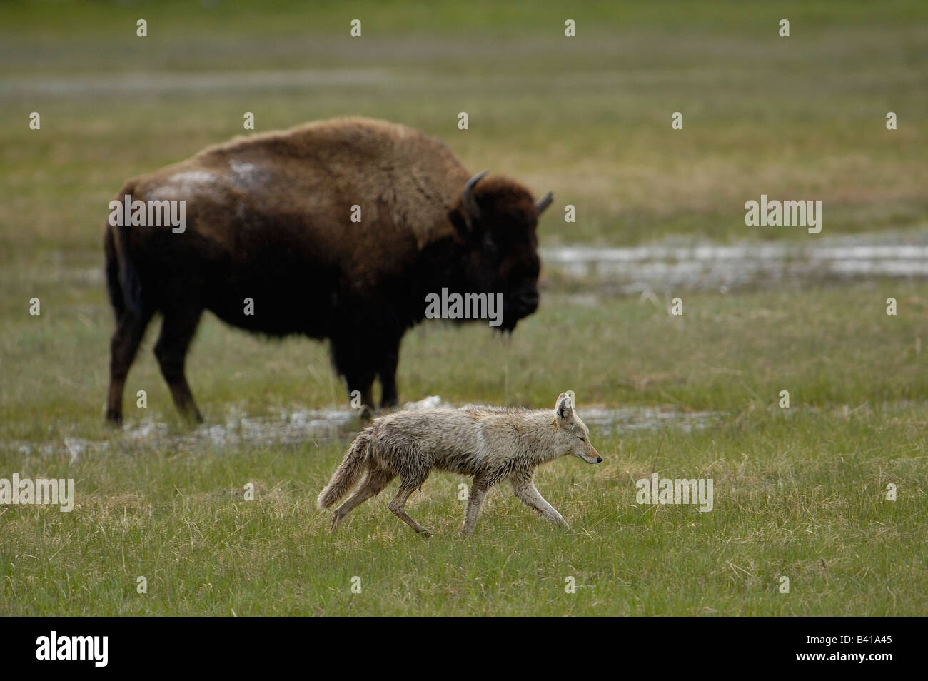 American Bison (Bison bison) & Coyote (Canis latrans) Yellowstone ...
