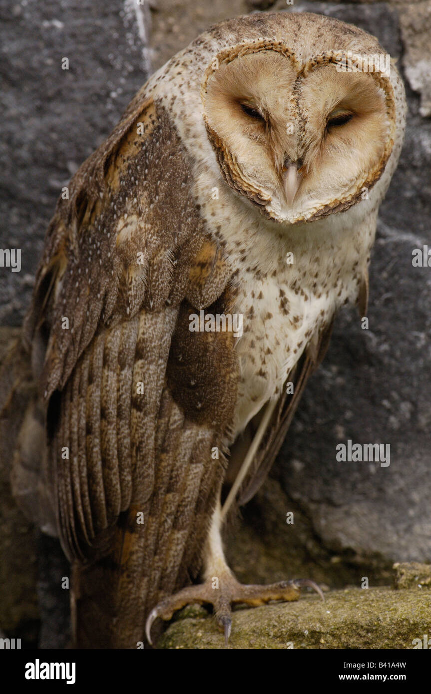 Barl Owl (Tyto alba) Ecuador, South America Stock Photo - Alamy