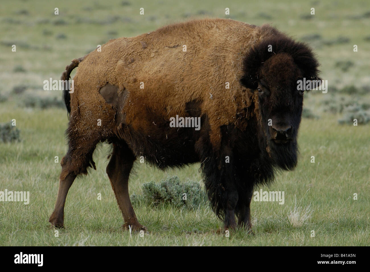Durham ranch High Resolution Stock Photography and Images - Alamy